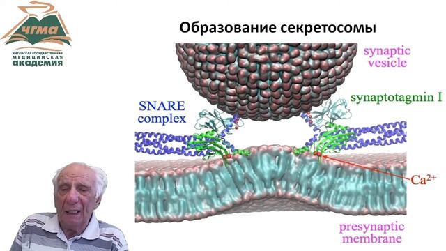 ФИЗИОЛОГИЯ ВОЗБУДИМЫХ ТКАНЕЙ