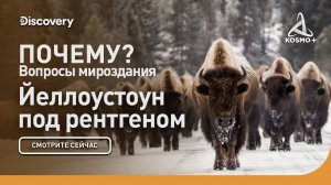 Почему? Вопросы мироздания