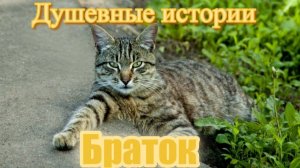 Житейские истории