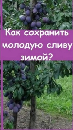 Ягодные кустарники