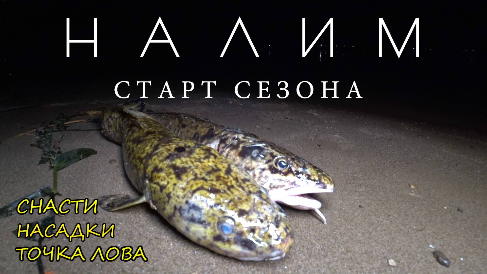 Налим