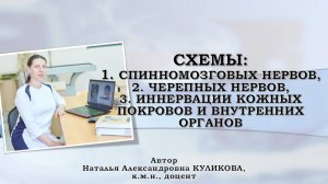 Анатомия периферической нервной системы