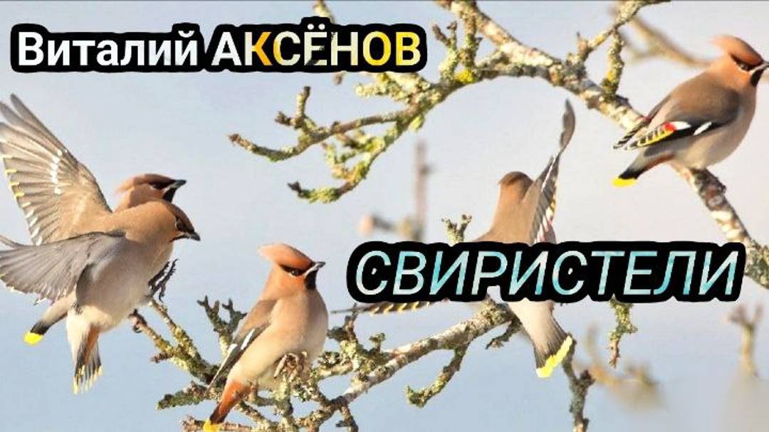 Выступления