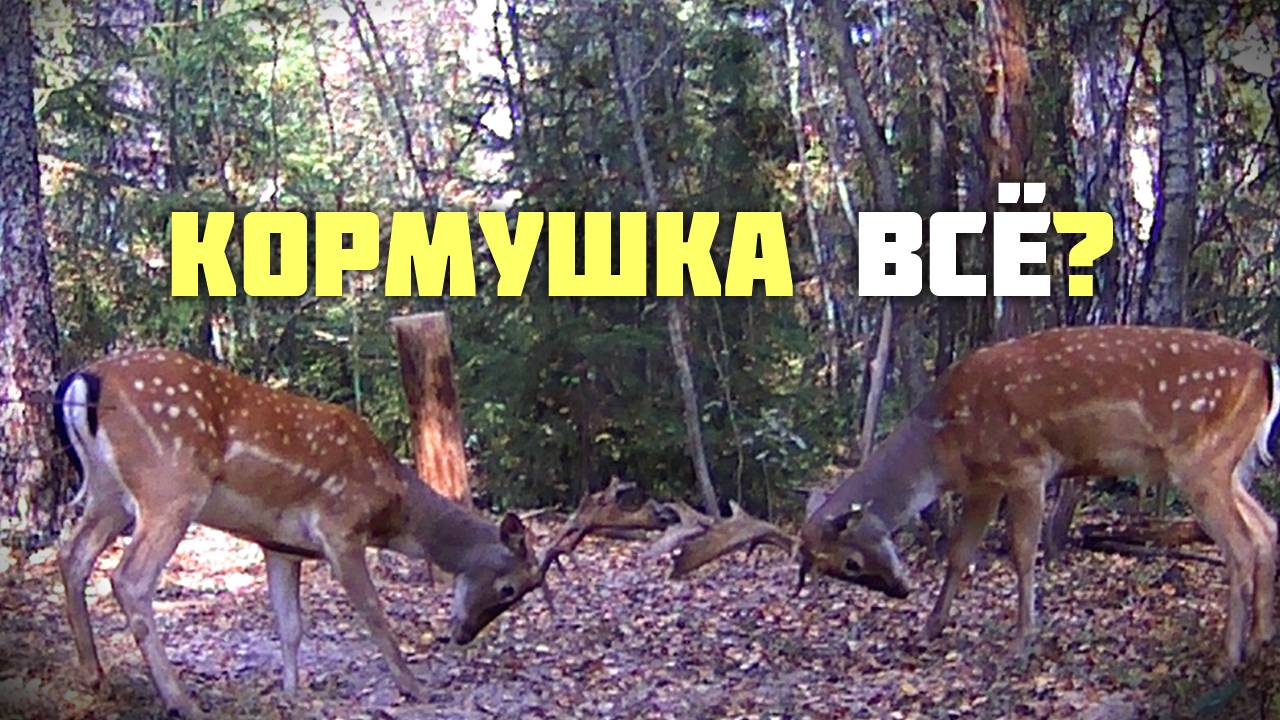 Лесная кормушка