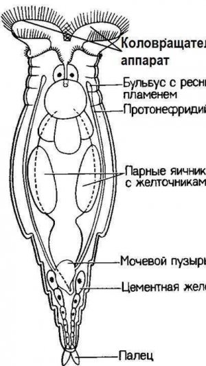 Микроскопия