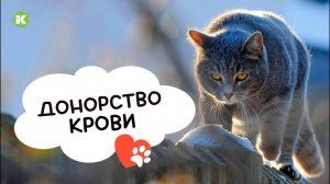 Вебинары и обучающие материалы