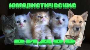 КОШКИ ЮМОР смешная озвучка роликов #сезонконтентаRUTUBE