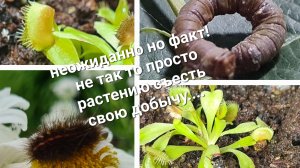 Всё что знаю о цветах.