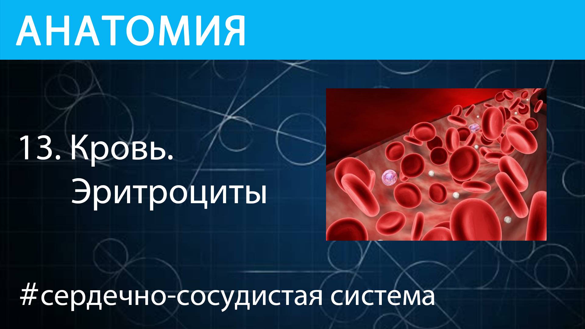 Анатомия человека: сердечно-сосудистая система