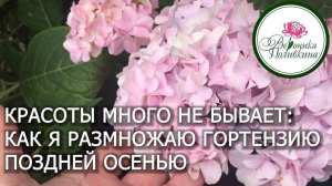 САДОВЫЕ ЦВЕТЫ