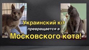 Котики. Моя любовь!