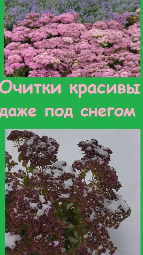 Мой цветник и уход за ним - от посева до срезки