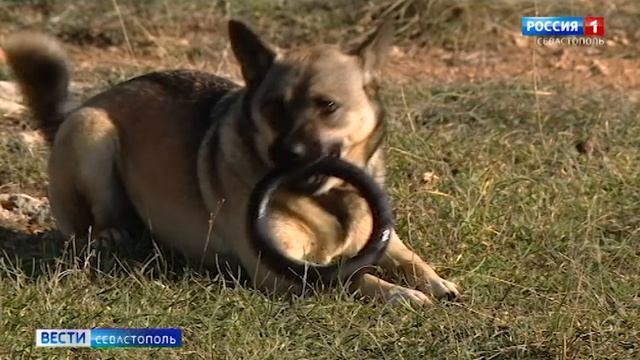 Выпуски ″Вести Севастополь″