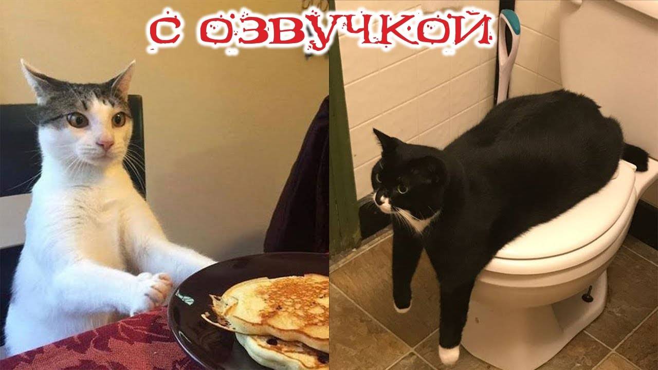 Приколы с котиками с Озвучкой