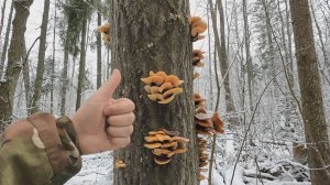 🍄ГРИБЫ ЗИМОЙ❄ЗИМНИЕ ГРИБЫ🌨СБОР ГРИБОВ ЗИМОЙ