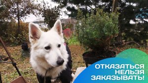 Отказаться нельзя заказывать