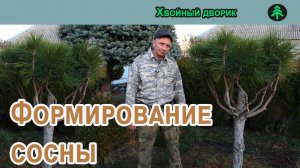 Уход за хвойными растениями зимой