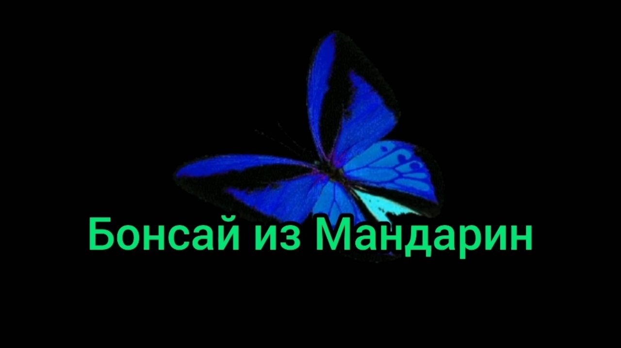 Бонсай из Мандарина стиль САБАМИКИ