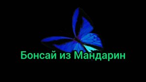 Бонсай из Мандарина стиль САБАМИКИ