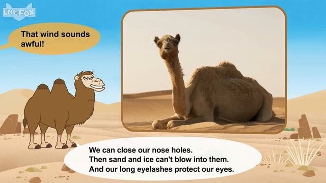 Meet the Animals