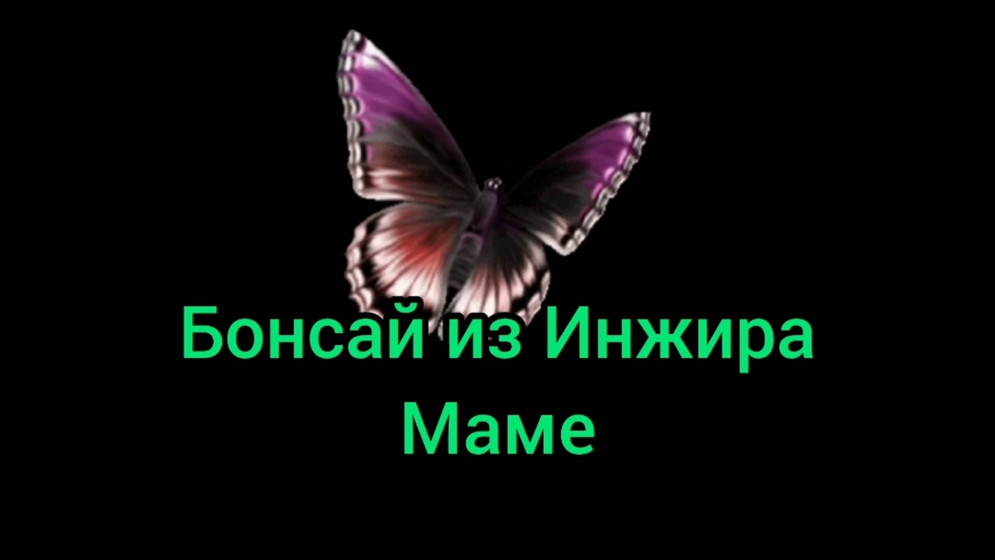 Все о бонсай МАМЕ, мини бОНСАЙ.