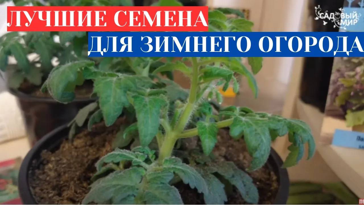 ЗЕМЛЯНИКА