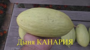 дыни