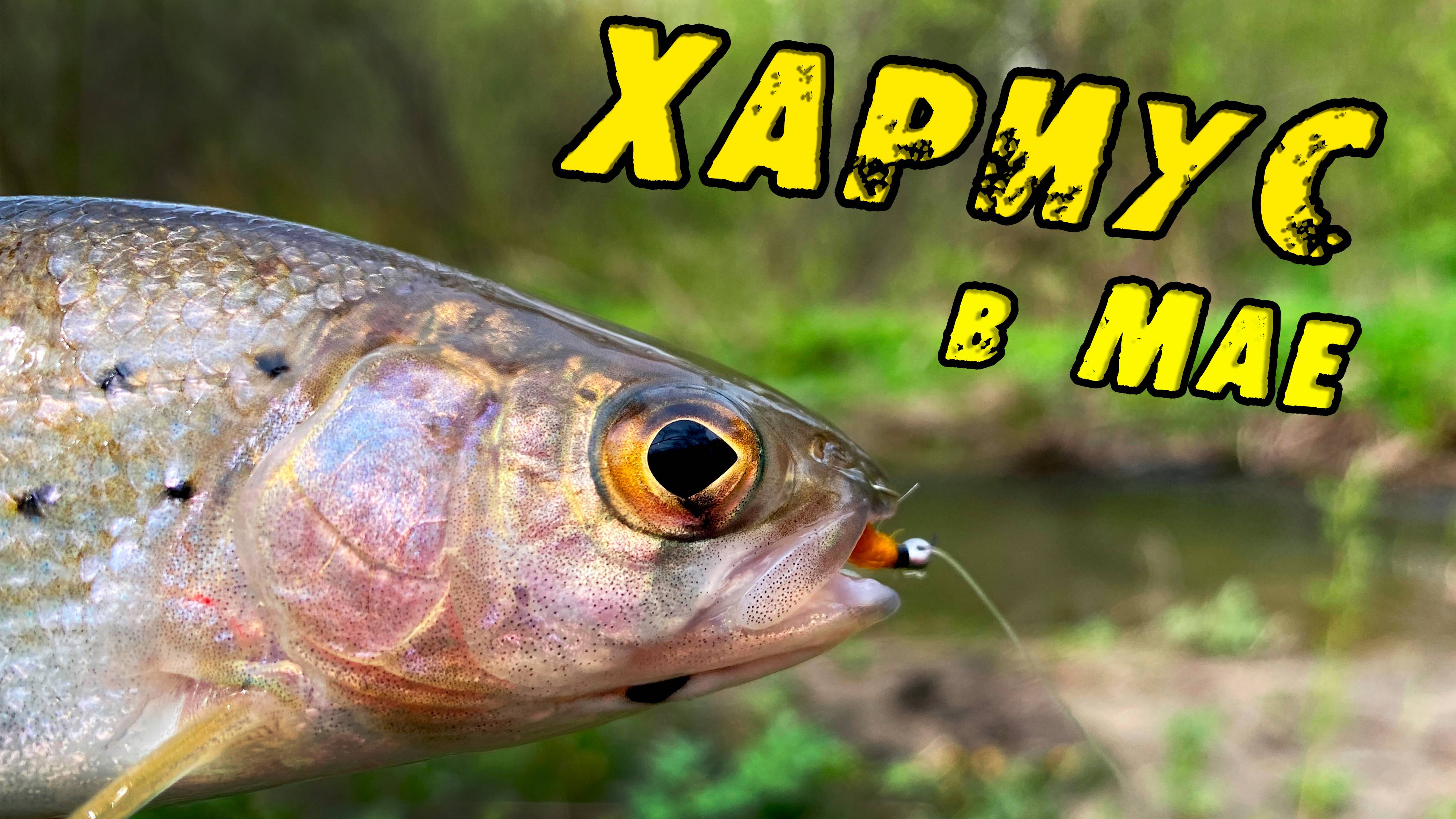 ХАРИУС