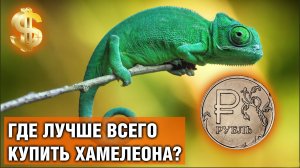 Хамелеоны Йеменские