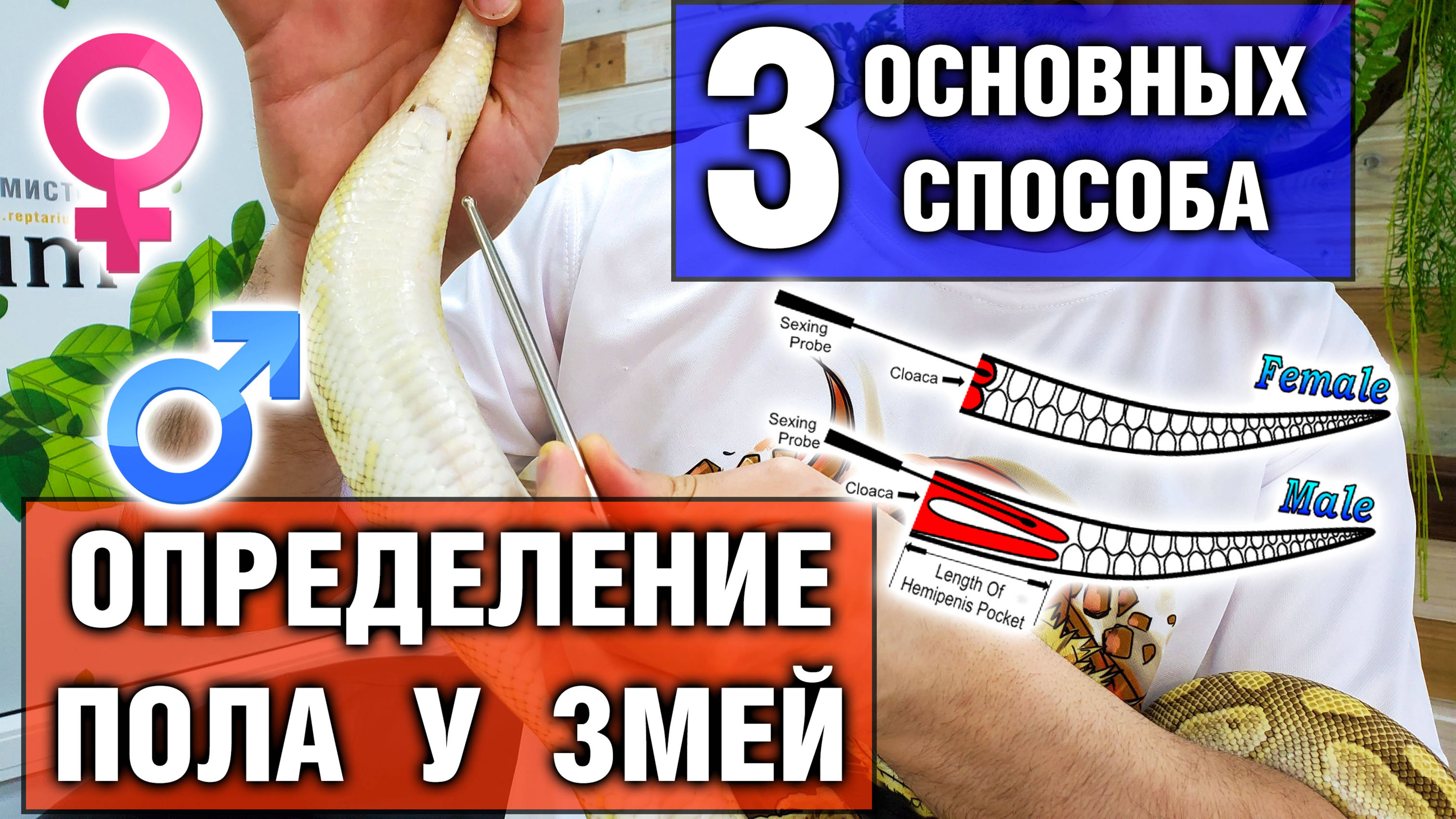 Полозы Маисовые