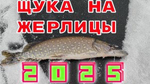 Щука на Жерлицы