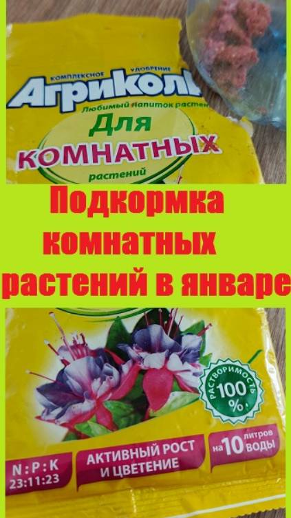 Комнатные растения