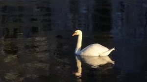 Животные Алтайского заповедника