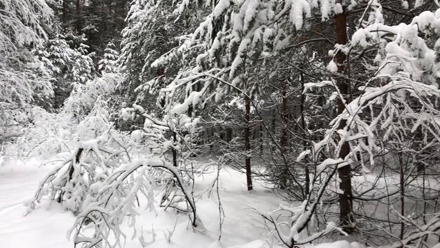 Туризм в заповеднике ″Большая Кокшага″