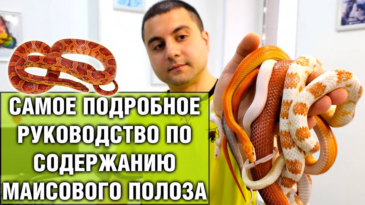 Полозы Маисовые