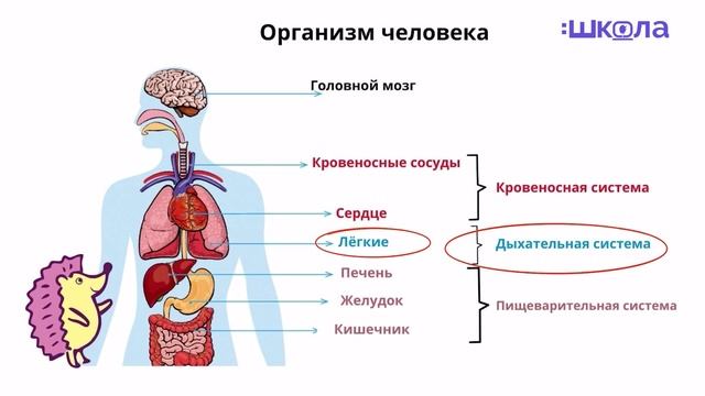 Окружающий мир