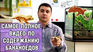 Гекконы Бананоеды