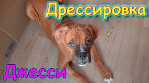 Животные - домашние и не только. Макросъемка насекомых и животных.