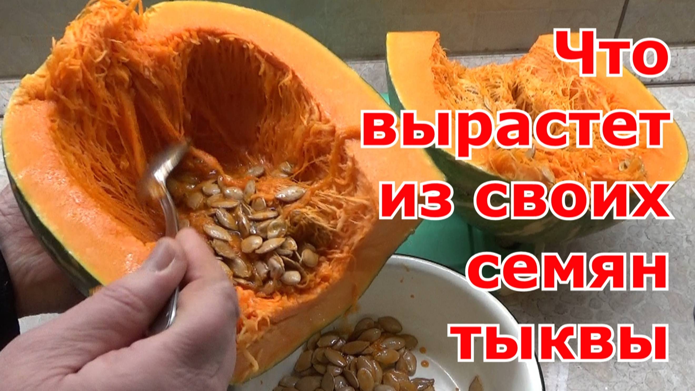 Кабачки, тыквы