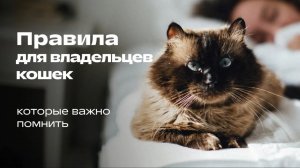 КОШАЧИЙ ПЛЕЙЛИСТ