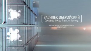 Видеопедия ″Карантинные вредные объекты″