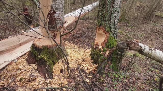 Хозяйство Воронова. Охота. Лес