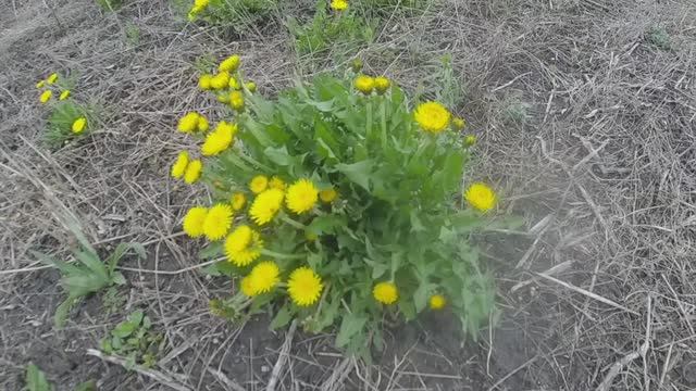 Горьковский район Омской области