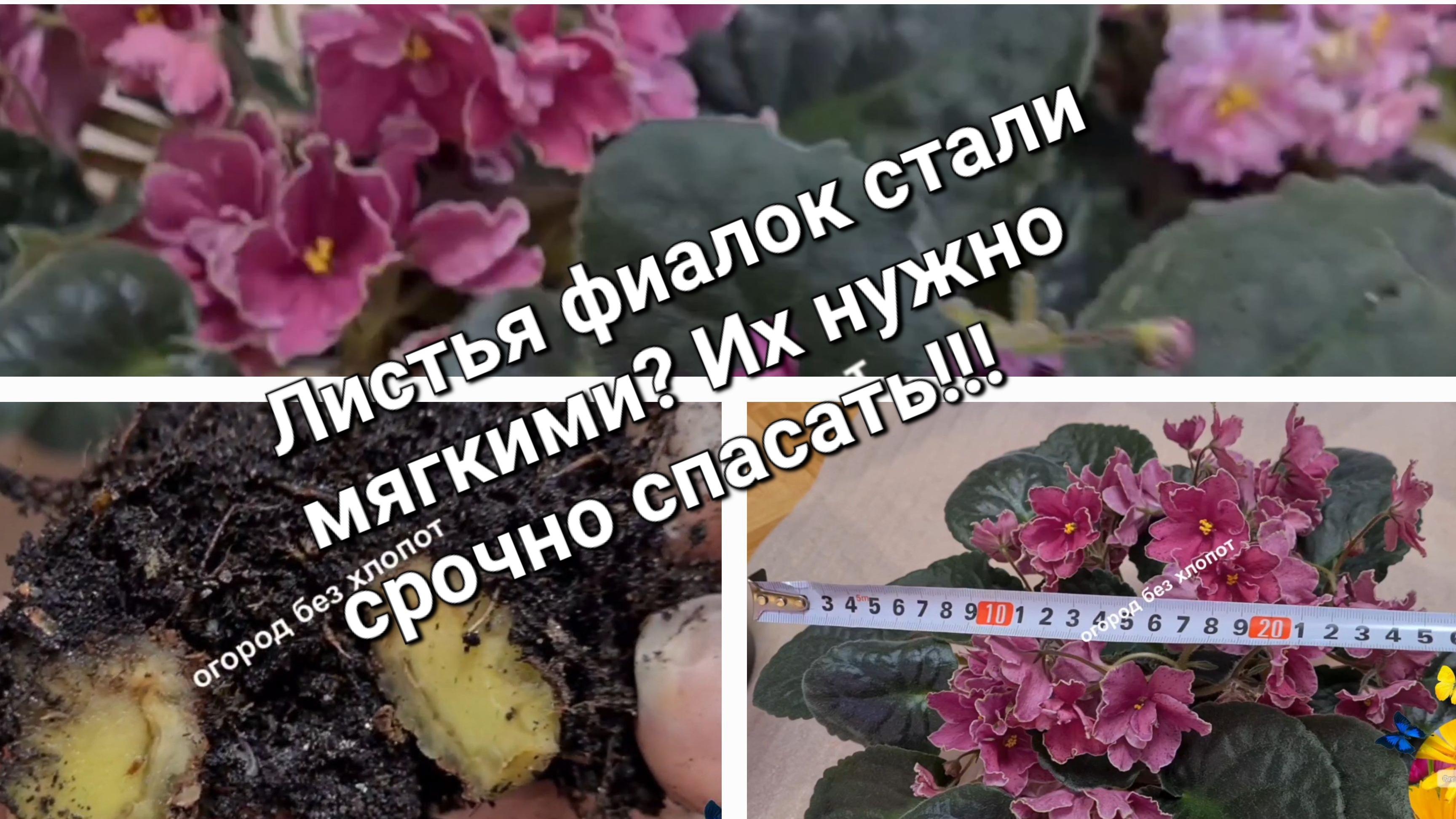 Всё что знаю о цветах.