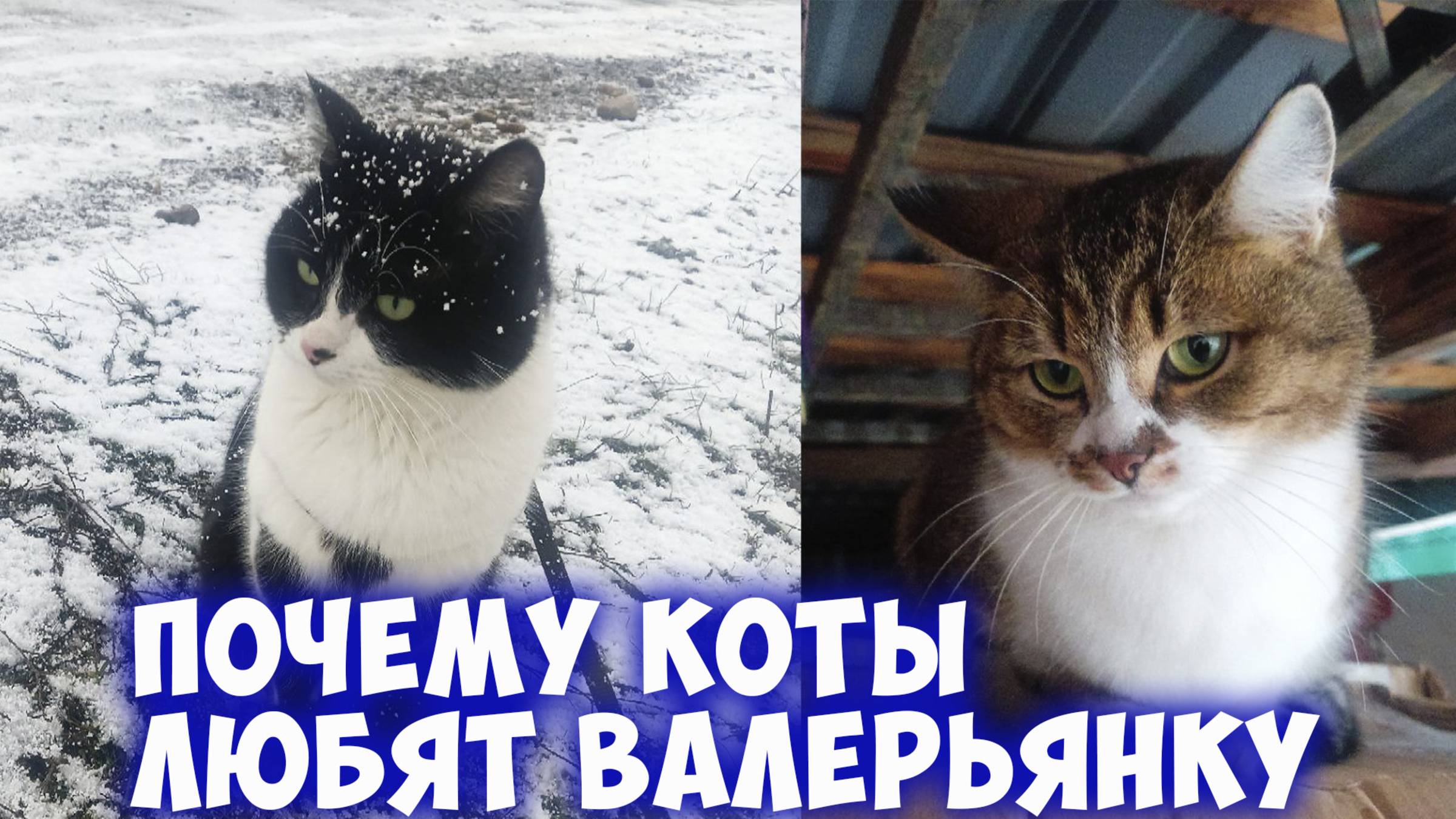 Поведение кошек