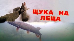 Щука на живца