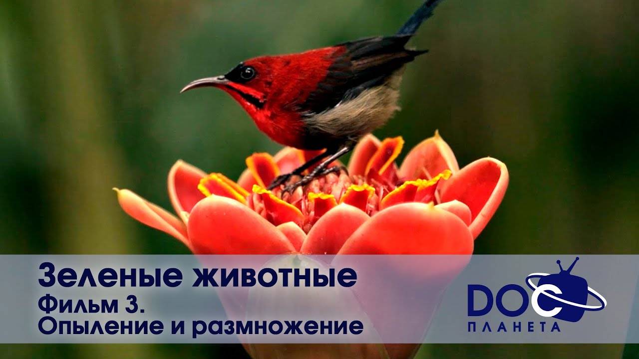 Дикая природа