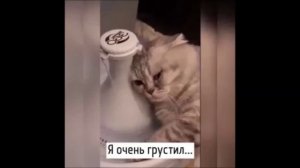 Смешные животные