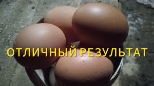 Куры-несушки