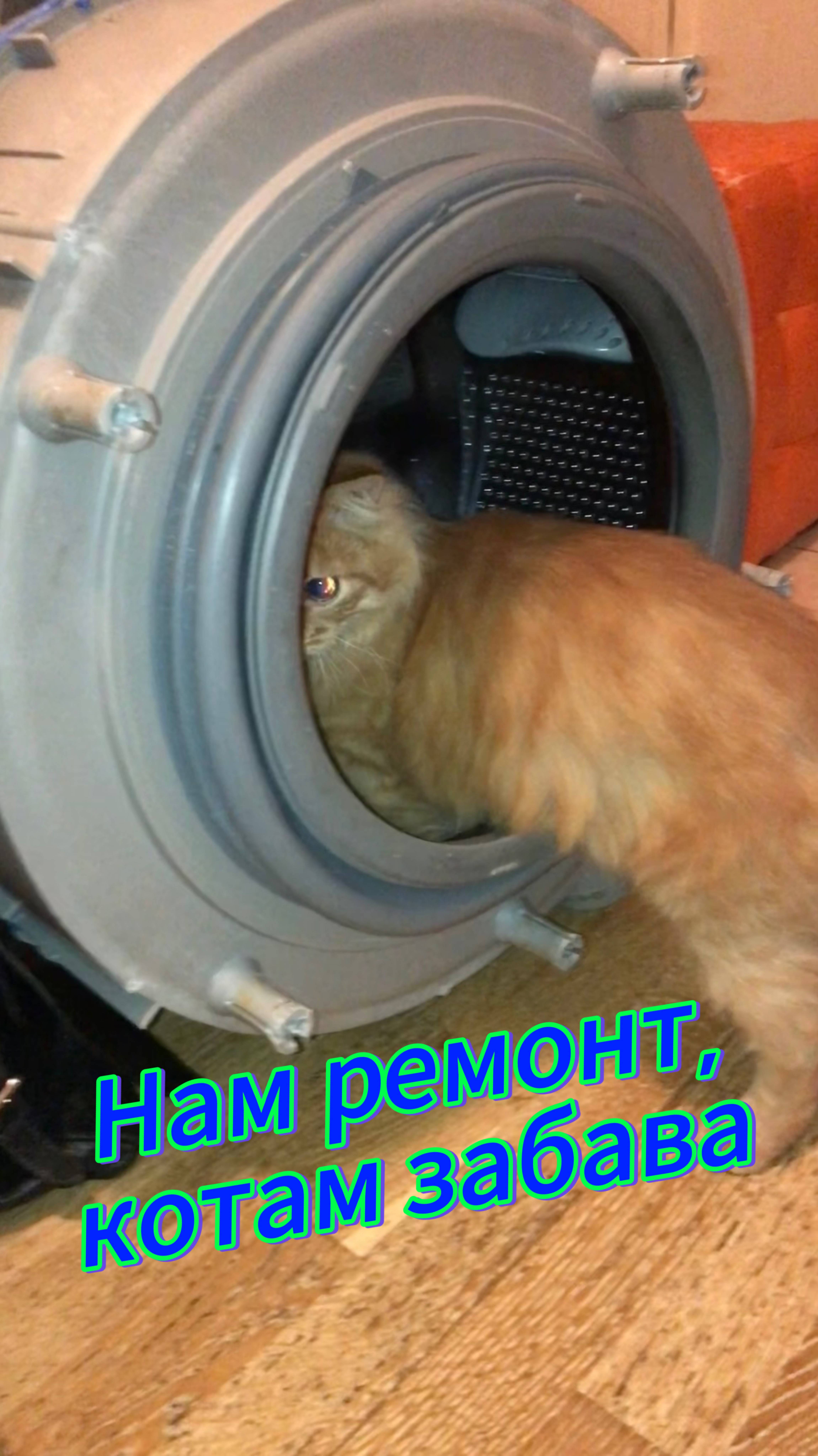 Котенок Альф